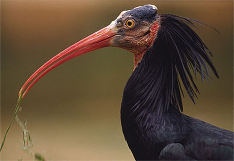 Ibis Egipcio: El Sagrado Guardián del Antiguo Egipto
