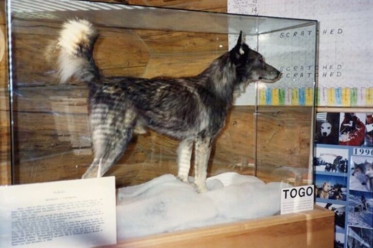Togo Disecado: El Perro Héroe de la Gran Carrera de la Misericordia